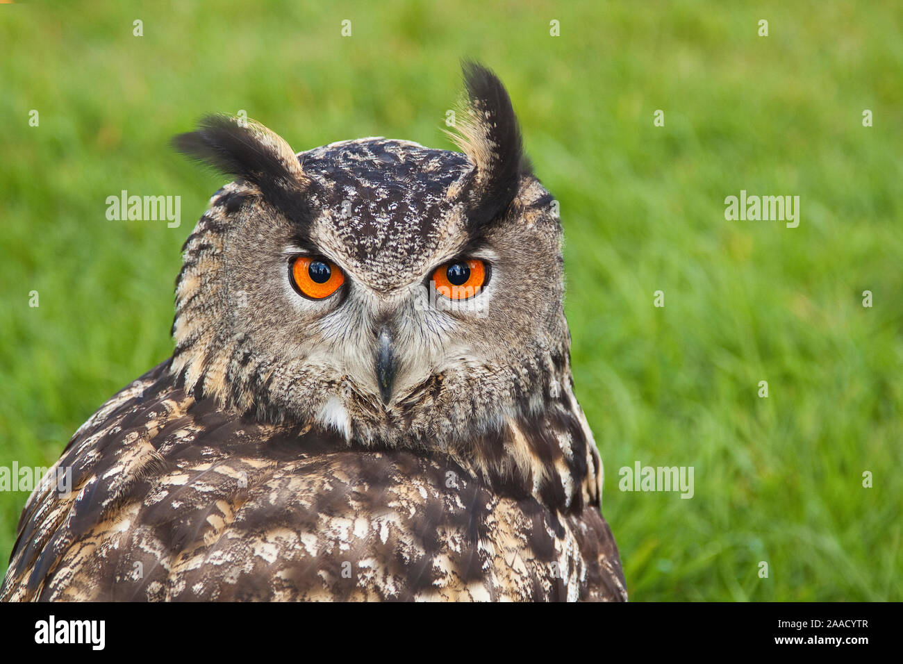 Portrait of a European (Eurasian) Eagle Owl, Bubo bubo Stock Photo - Alamy
