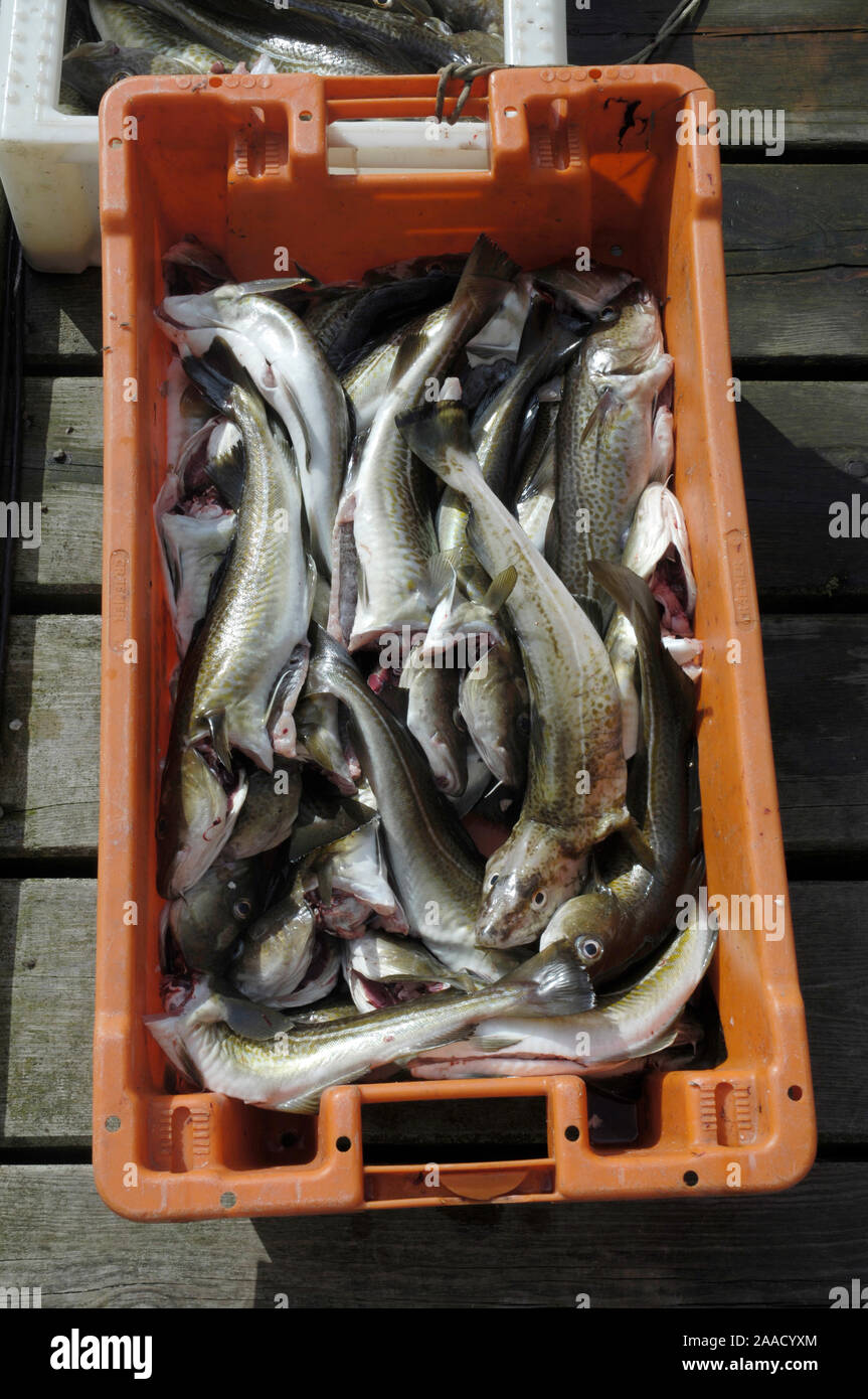 Gutted cod hi-res stock photography and images - Alamy