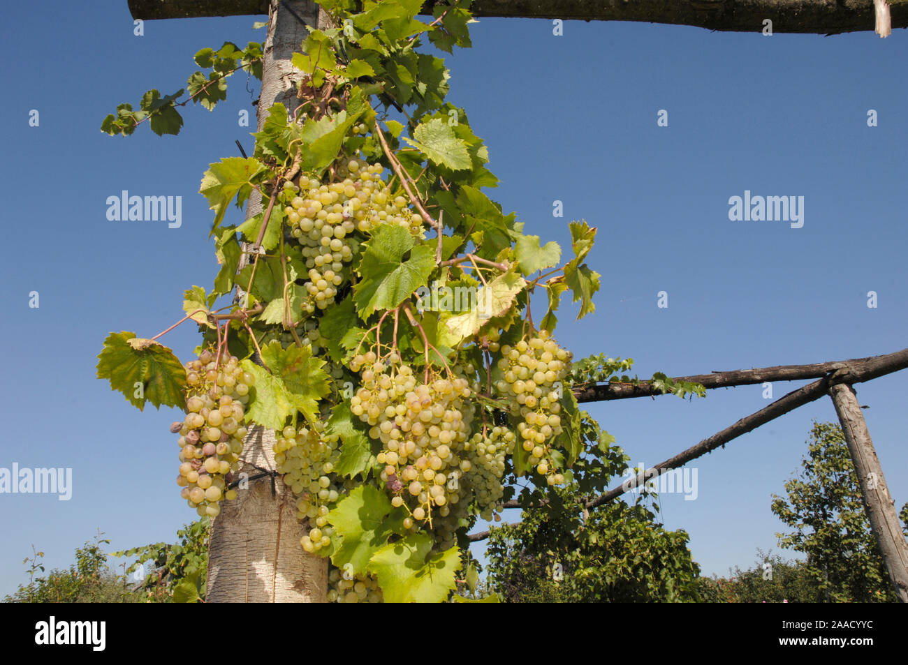 Vitis vinifera phoenix hi-res stock photography and images - Alamy