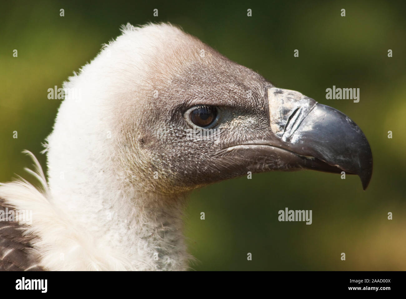 Vulture face portrait hi-res stock photography and images - Alamy
