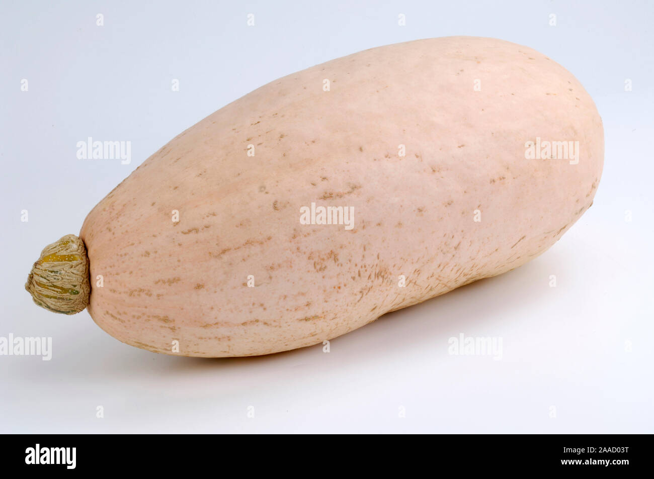 Pumpkins 'Pink Banana' / (Cucurbita pepo) / Speisekuerbisse 'Pink ...