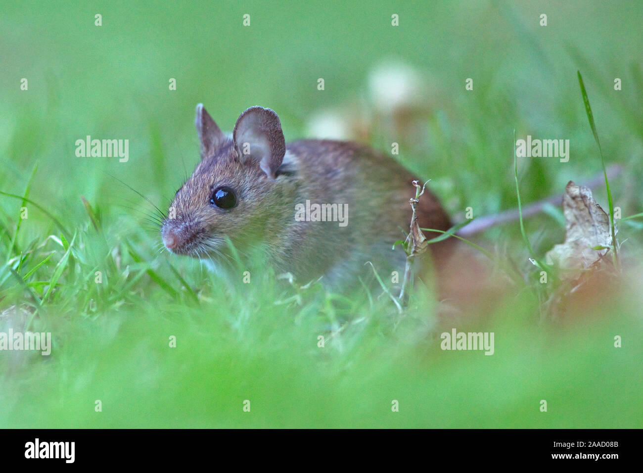 Wood Mouse (Apodemus sylvaticus Stock Photo - Alamy