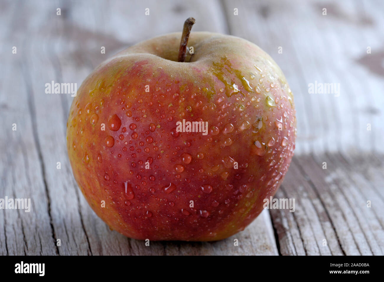 Apple / (Malus domesticus) / Apfel / innen, Studio, indoor Stock Photo ...