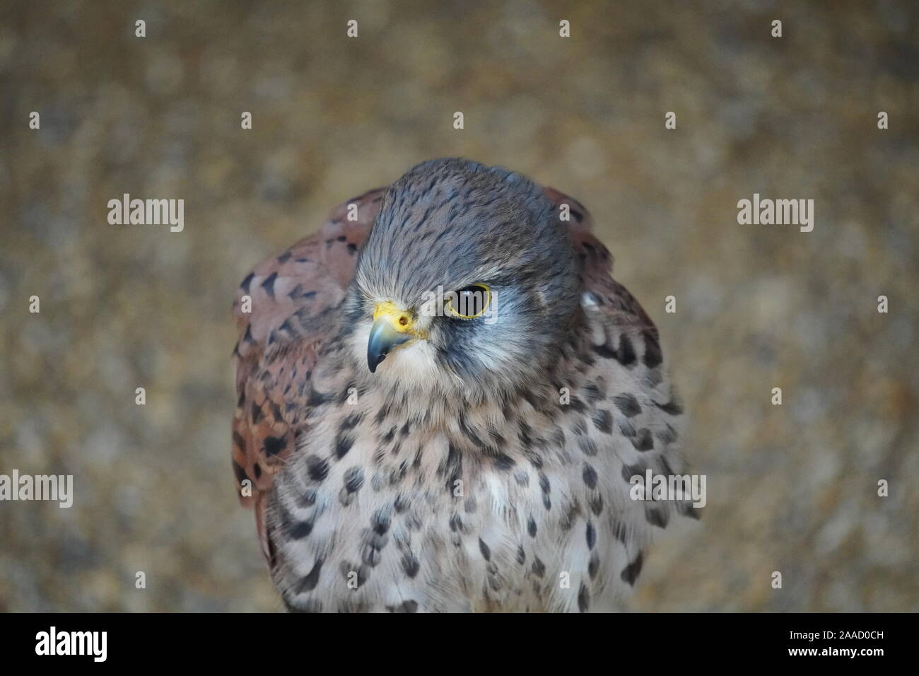 Old world kestrel hi-res stock photography and images - Alamy