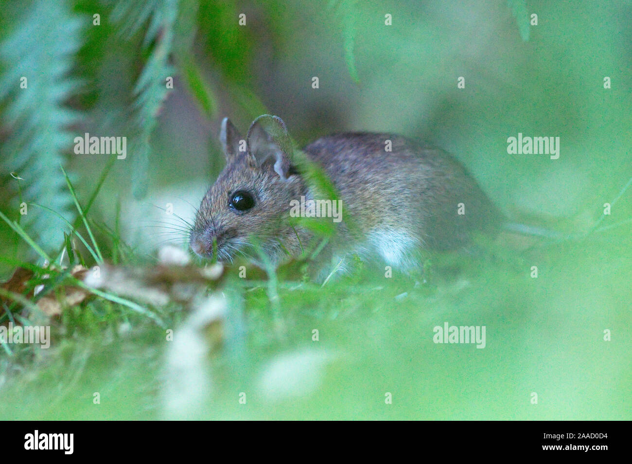 Wood Mouse (Apodemus sylvaticus Stock Photo - Alamy