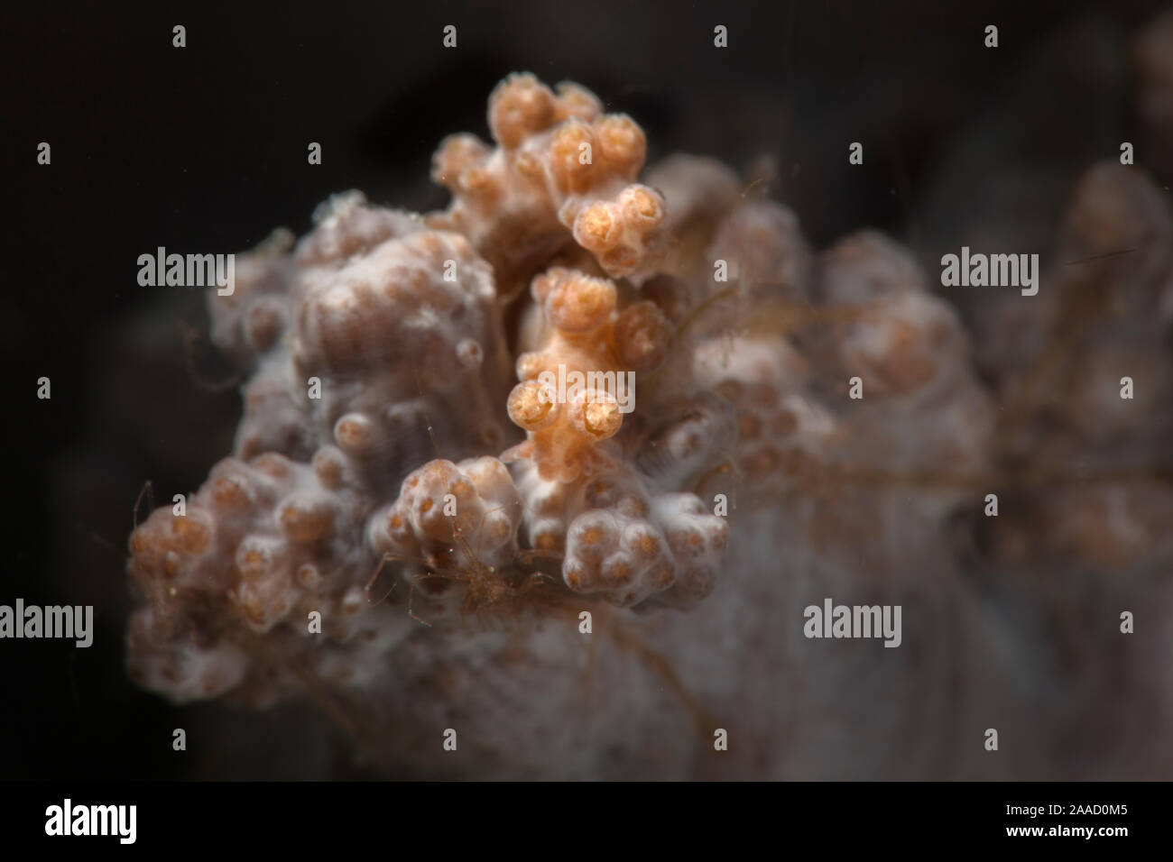 Tritonia hi-res stock photography and images - Alamy