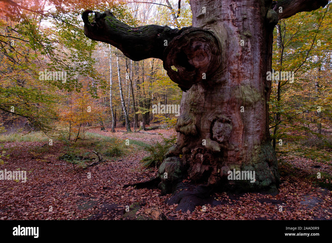Buche deutschland hi-res stock photography and images - Alamy