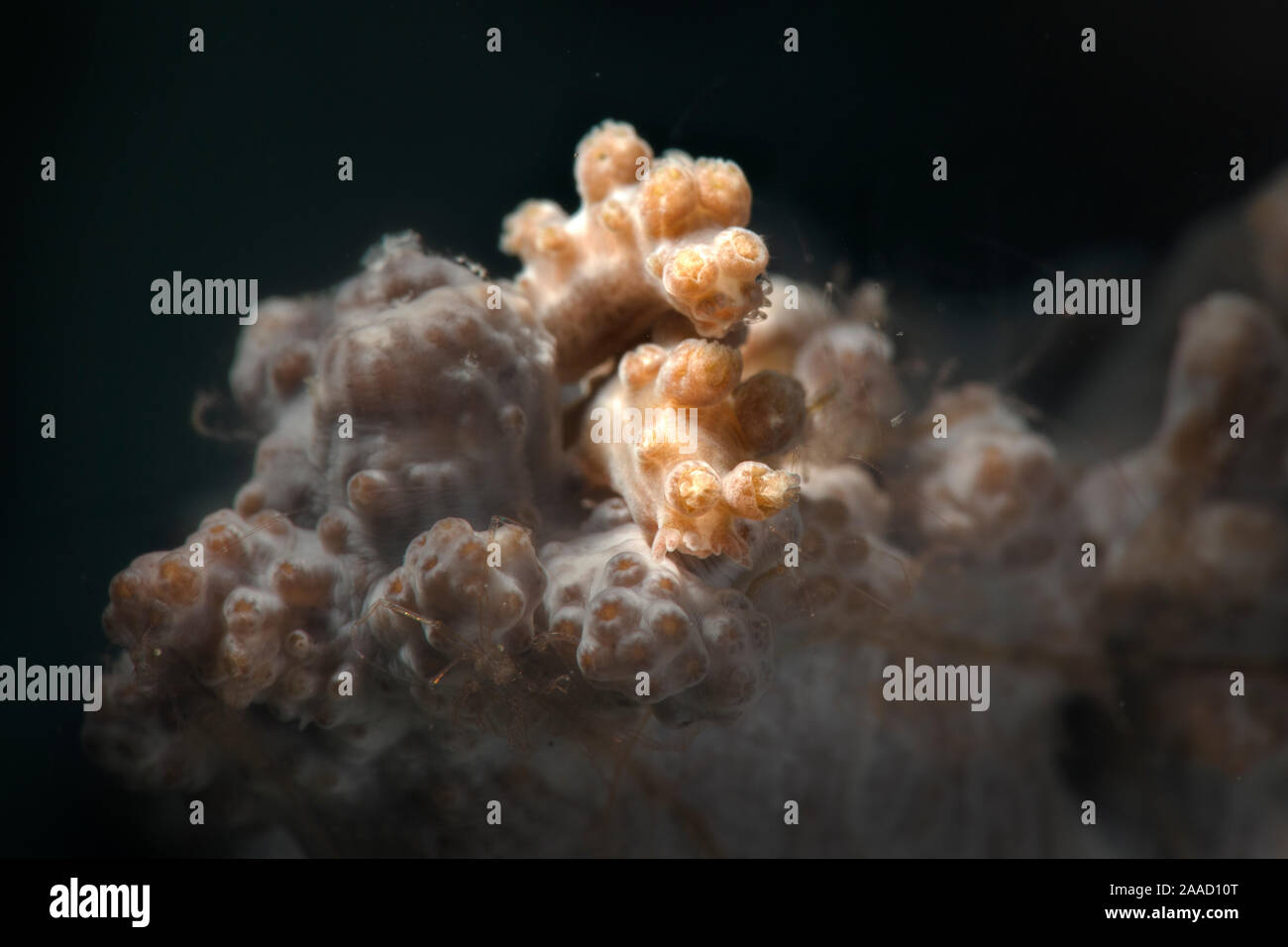 Tritonia hi-res stock photography and images - Alamy