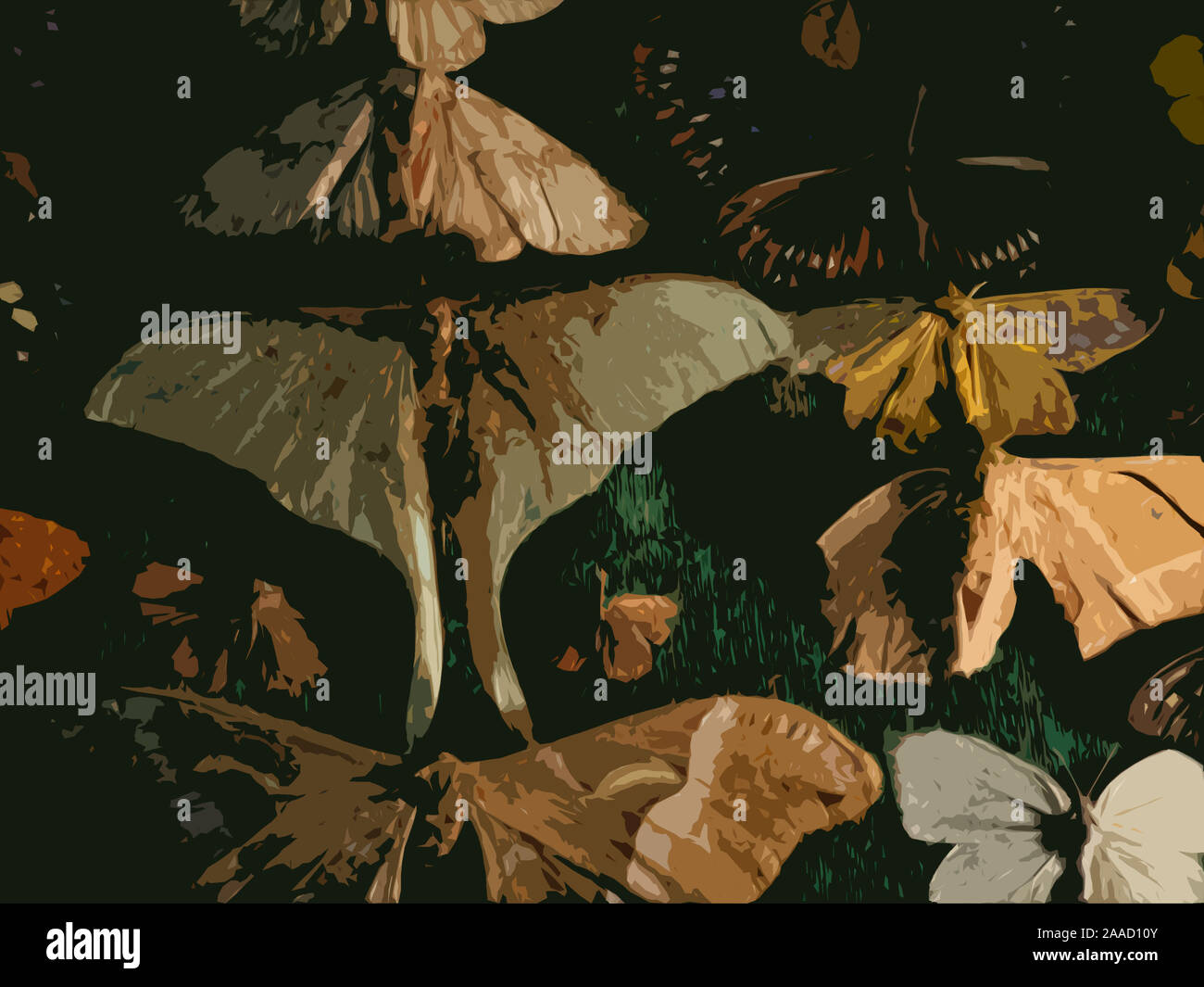 Butterfly and Moth collection (antique Stock Photo - Alamy