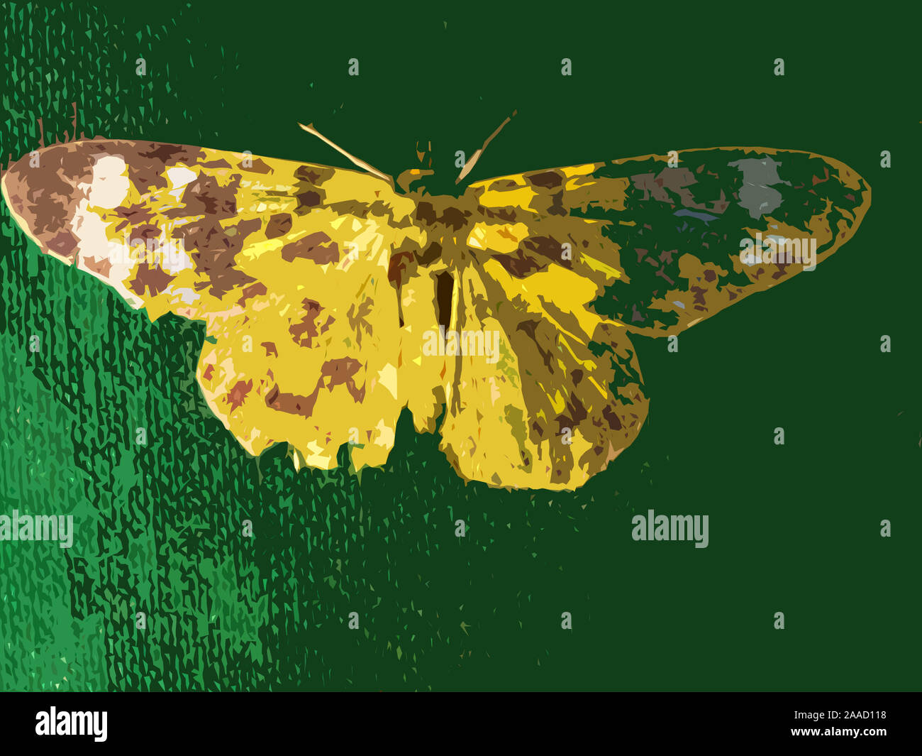 Butterfly and Moth collection (antique Stock Photo - Alamy