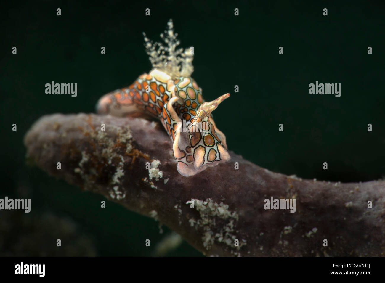 Psychedelic batwing slug (Sagaminopteron psychedelicum). Underwater ...