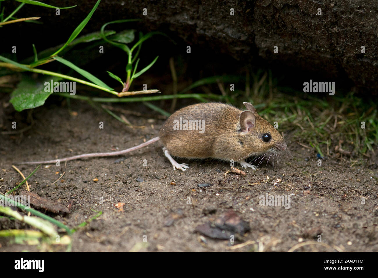 Wood Mouse (Apodemus sylvaticus Stock Photo - Alamy