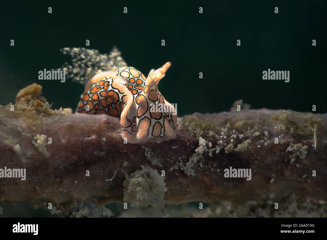 Psychedelic batwing slug (Sagaminopteron psychedelicum). Underwater ...