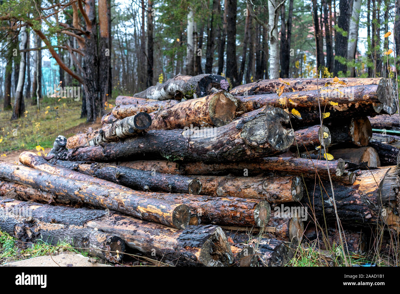 environmental issues - sawn trees in the forest Stock Photo - Alamy