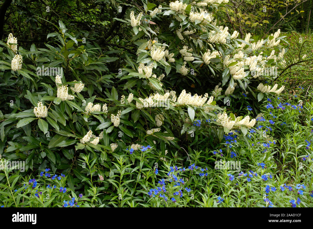 Cherry Laurel / (Prunus laurocerasus) / Kirschlorbeer Stock Photo - Alamy