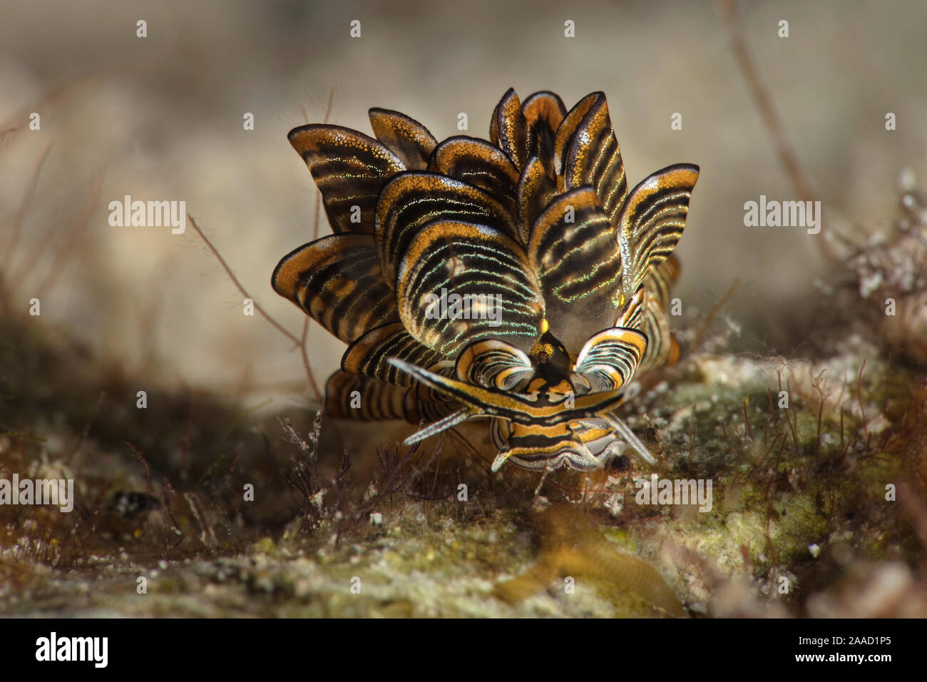 Nudibranch Cyerce nigra. Underwater macro photography from Romblon ...