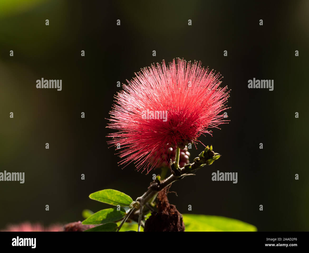 Powder Puff Flower High Resolution Stock Photography and Images - Alamy
