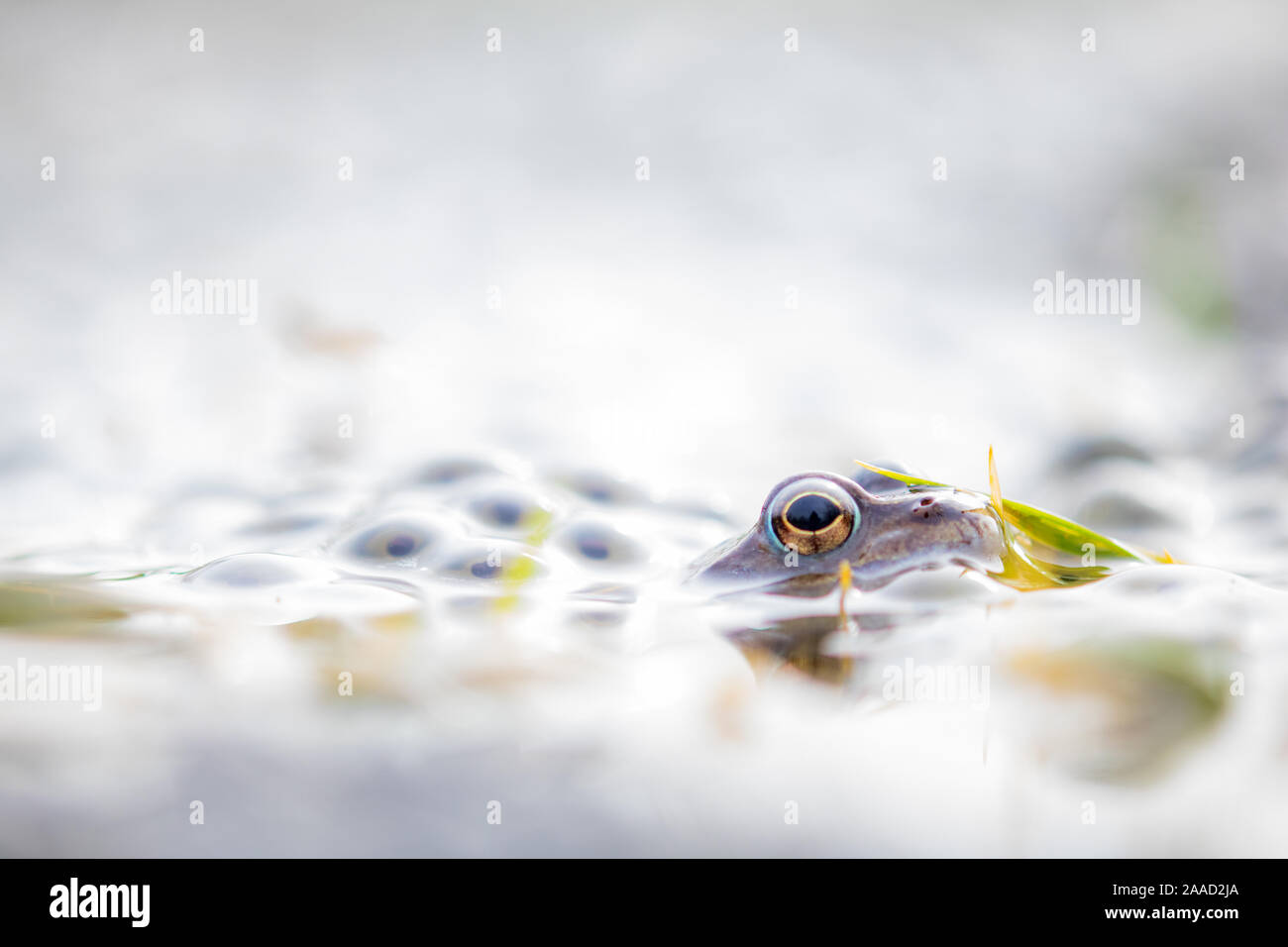 common frog in pond in nature outside Stock Photo - Alamy