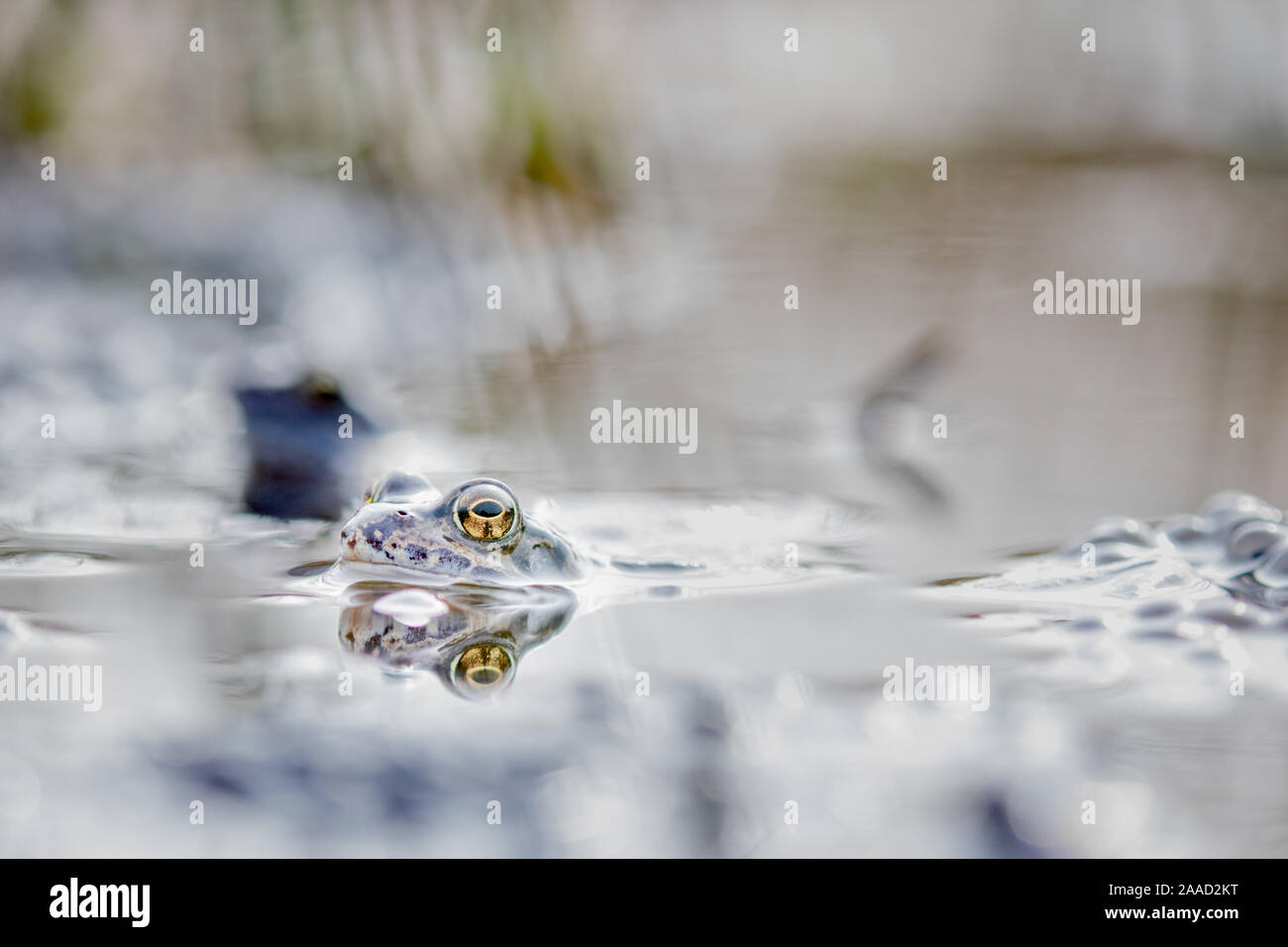 common frog in pond in nature outside Stock Photo - Alamy