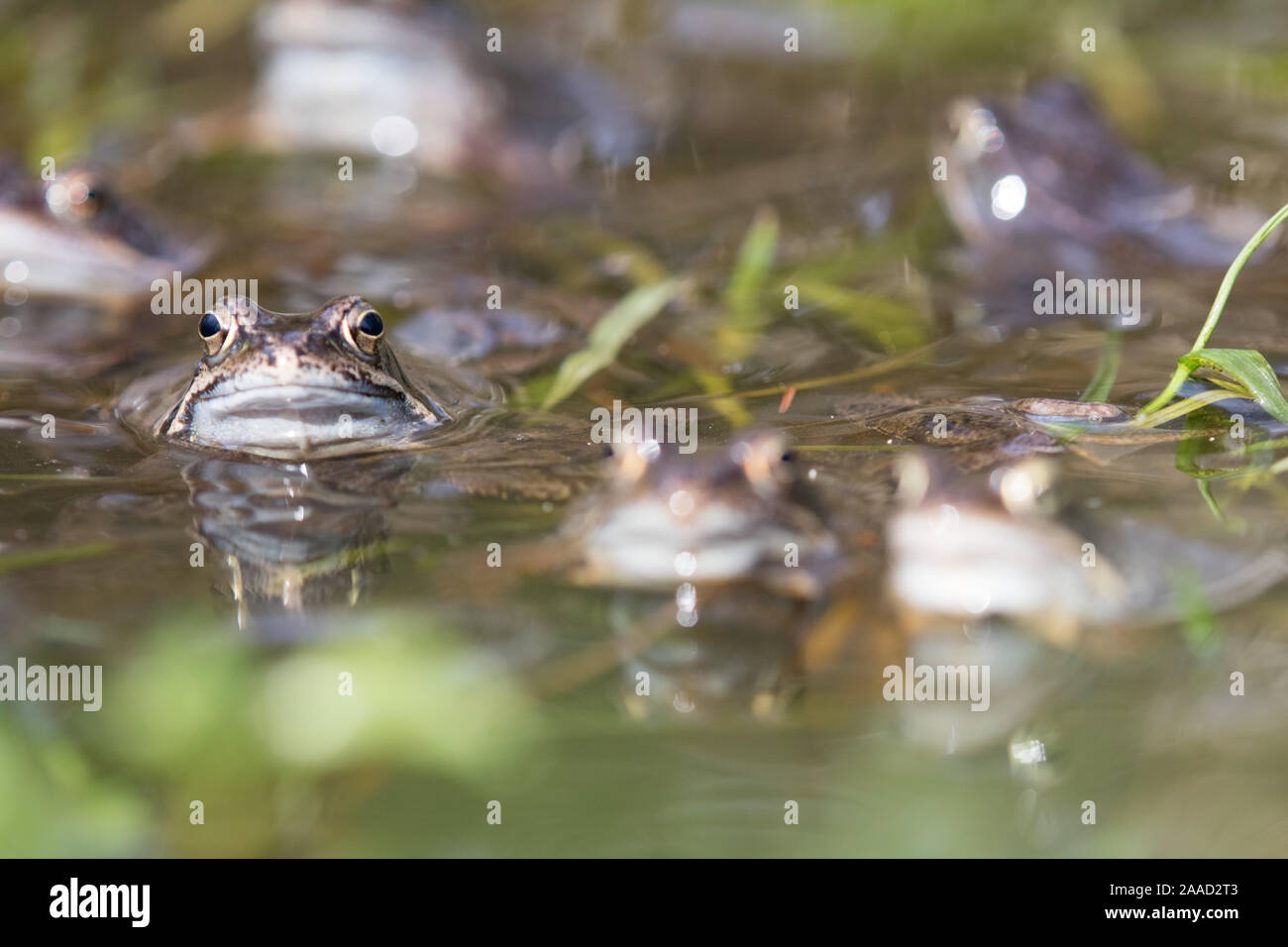 common frog in pond in nature outside Stock Photo - Alamy