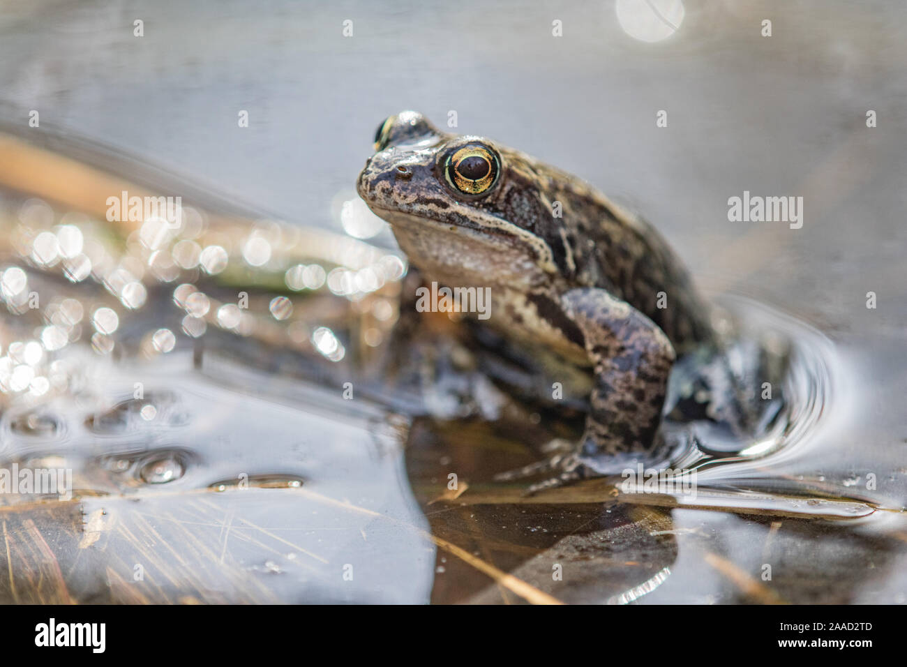 common frog in pond in nature outside Stock Photo - Alamy