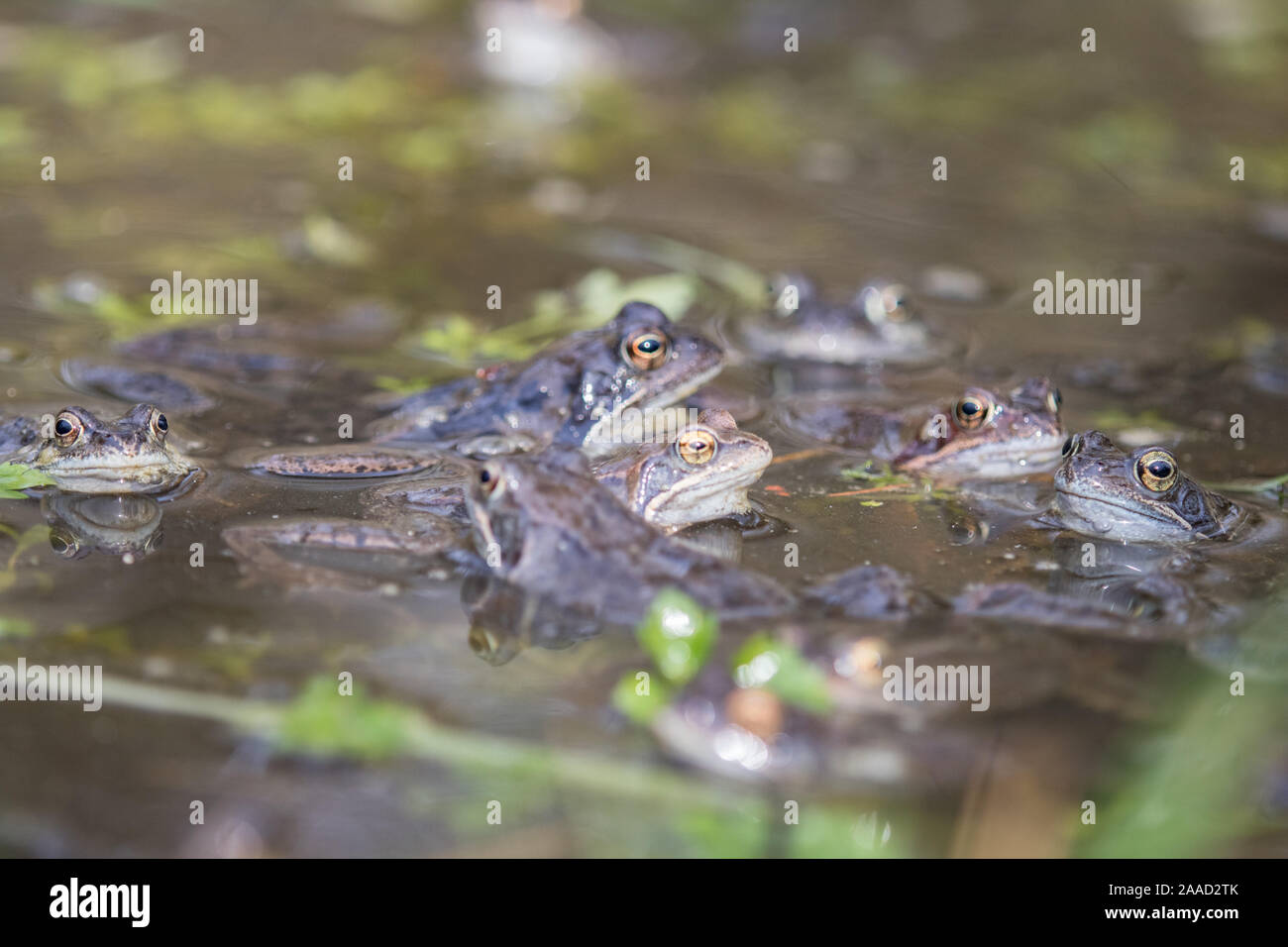 common frog in pond in nature outside Stock Photo - Alamy