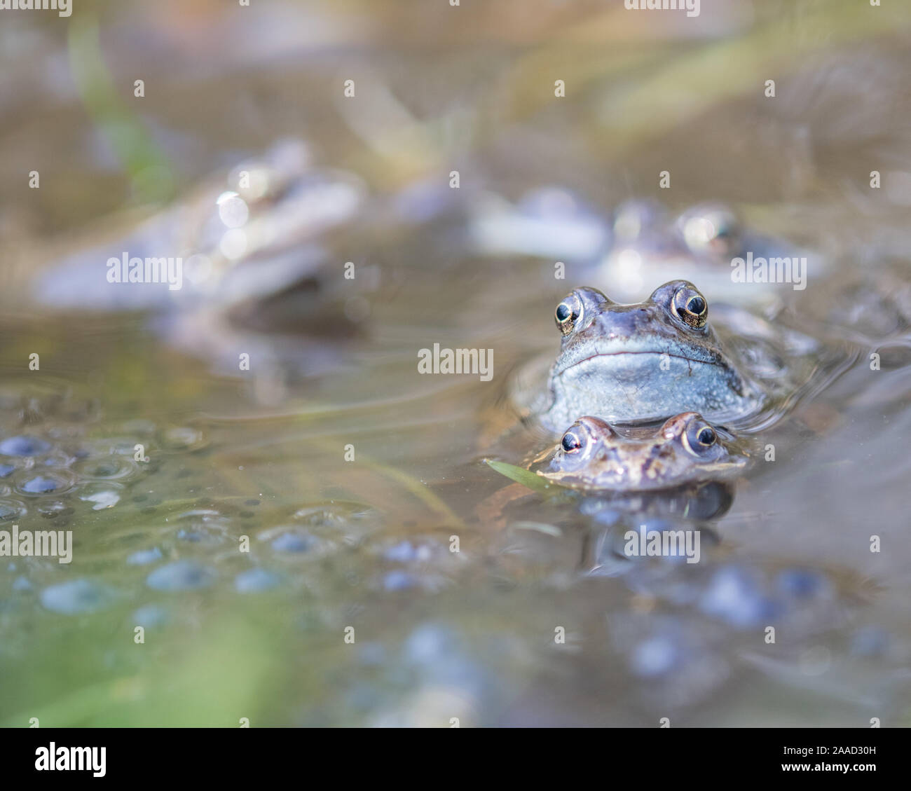 common frog in pond in nature outside Stock Photo - Alamy