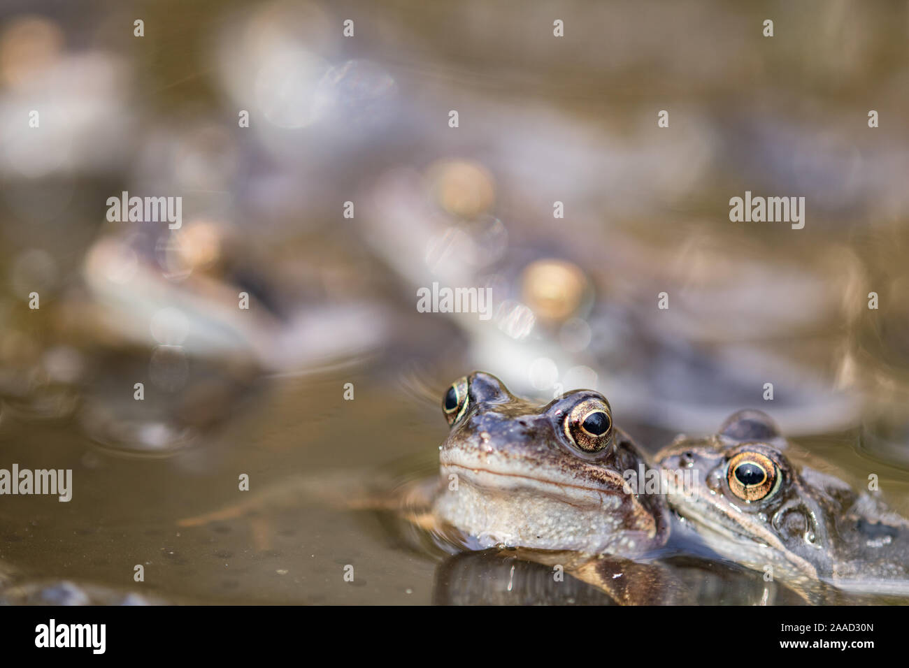 common frog in pond in nature outside Stock Photo - Alamy
