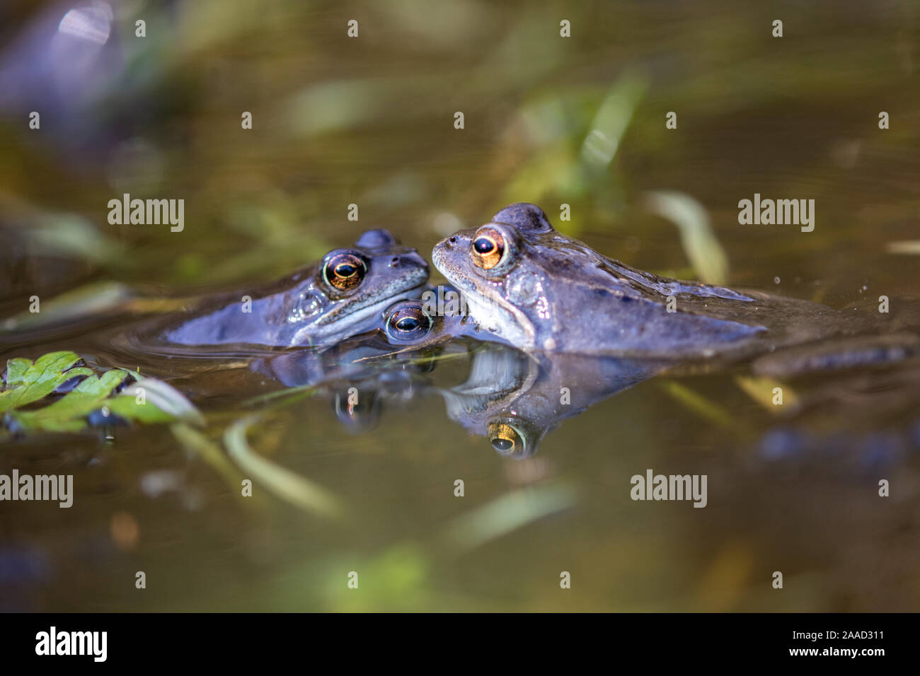 common frog in pond in nature outside Stock Photo - Alamy
