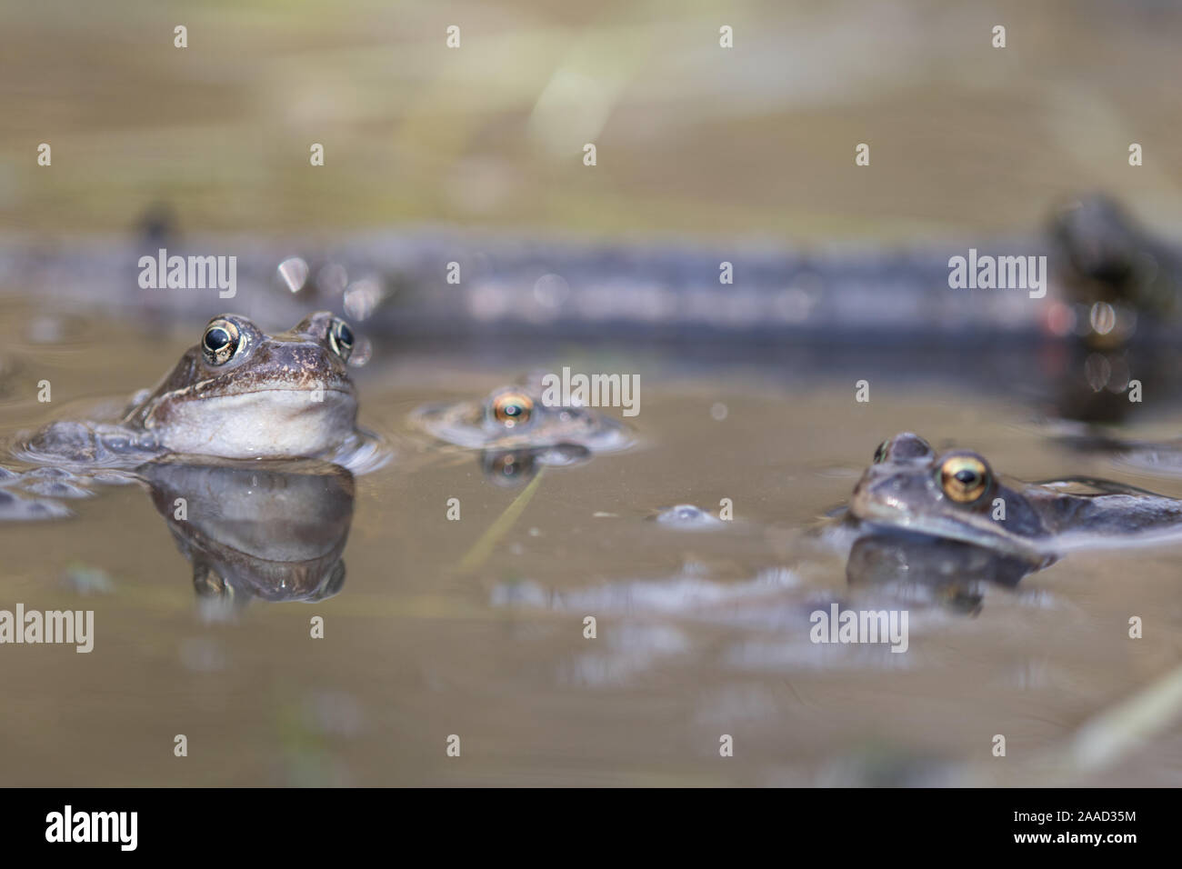 common frog in pond in nature outside Stock Photo - Alamy