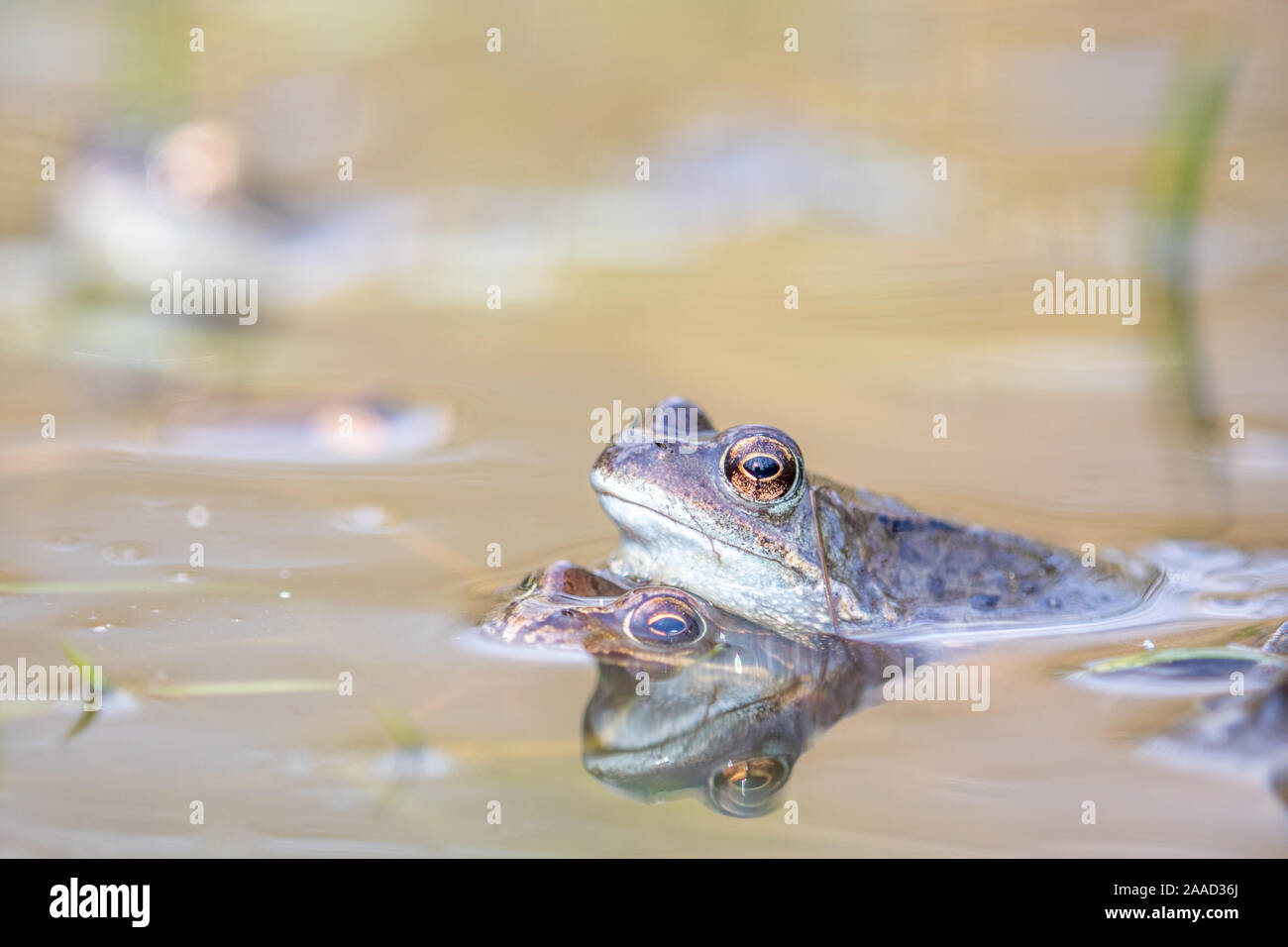 common frog in pond in nature outside Stock Photo - Alamy