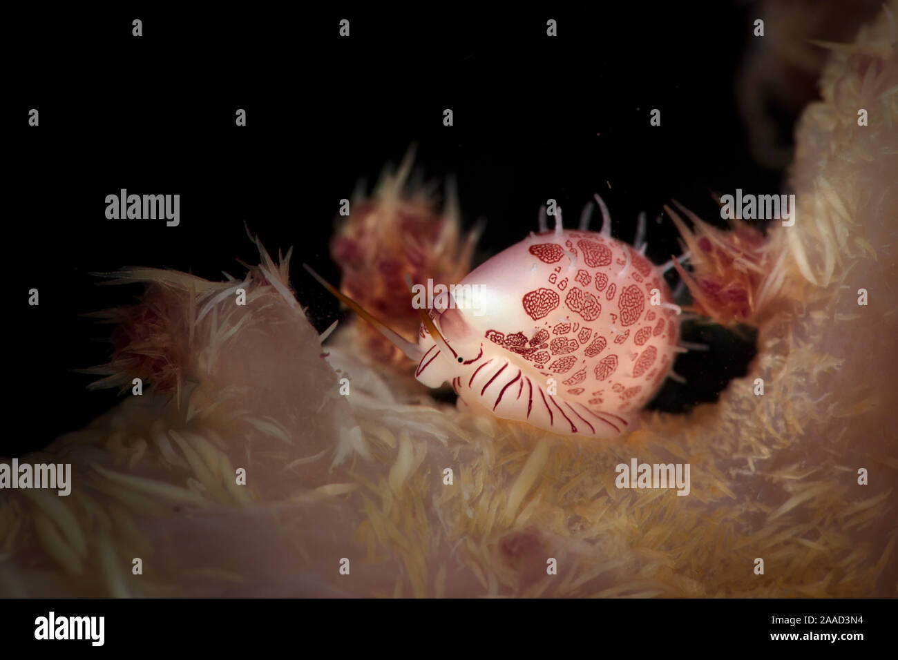 Sea snail Diminovula culmen. Underwater macro photography from Romblon ...