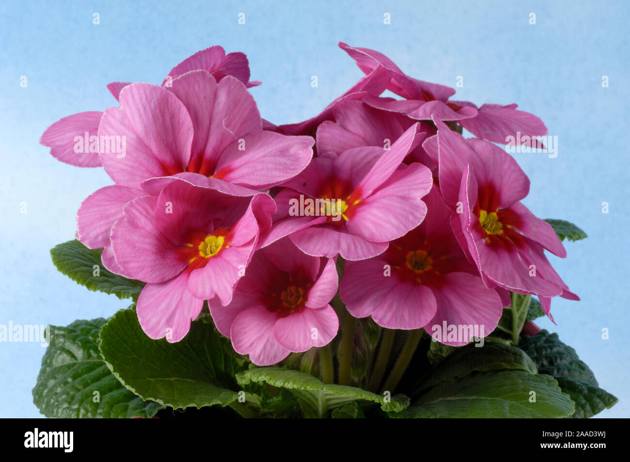 Primrose / (Primula acaulis, Primula vulgaris) | Staengellose ...