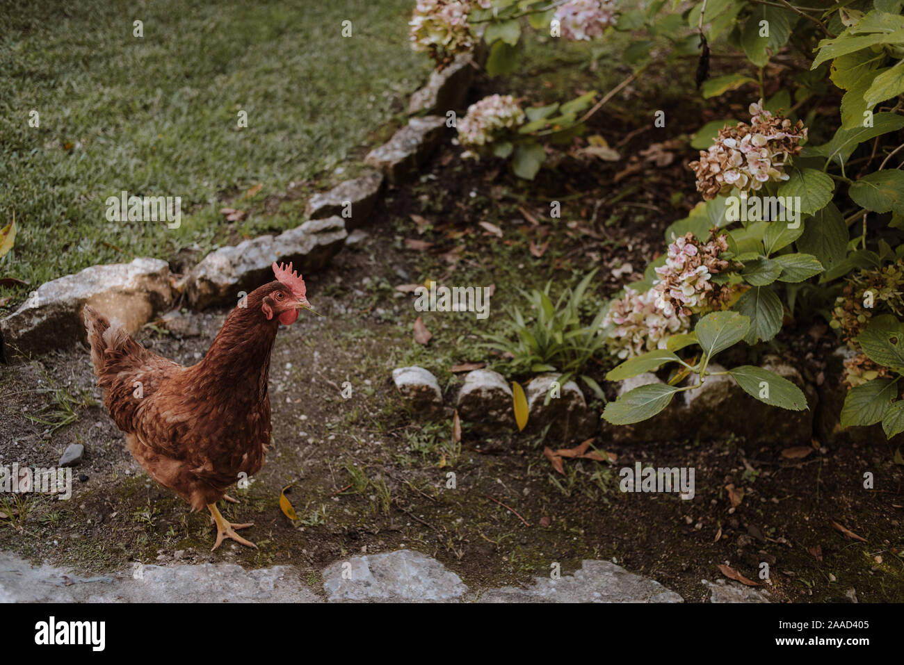 Wildlife tales hi-res stock photography and images - Alamy