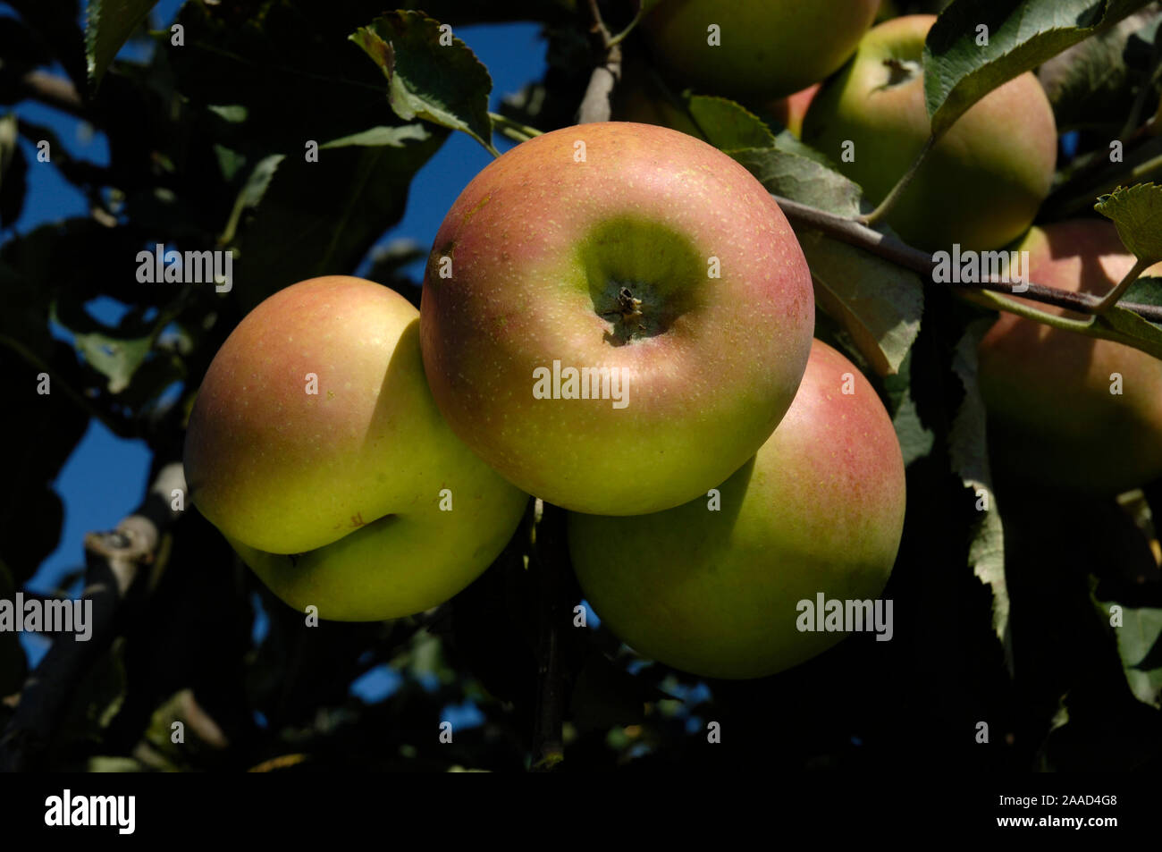 Apples on tree, Bavaria, Germany / Aepfel am Baum, Bayern, Deutschland ...