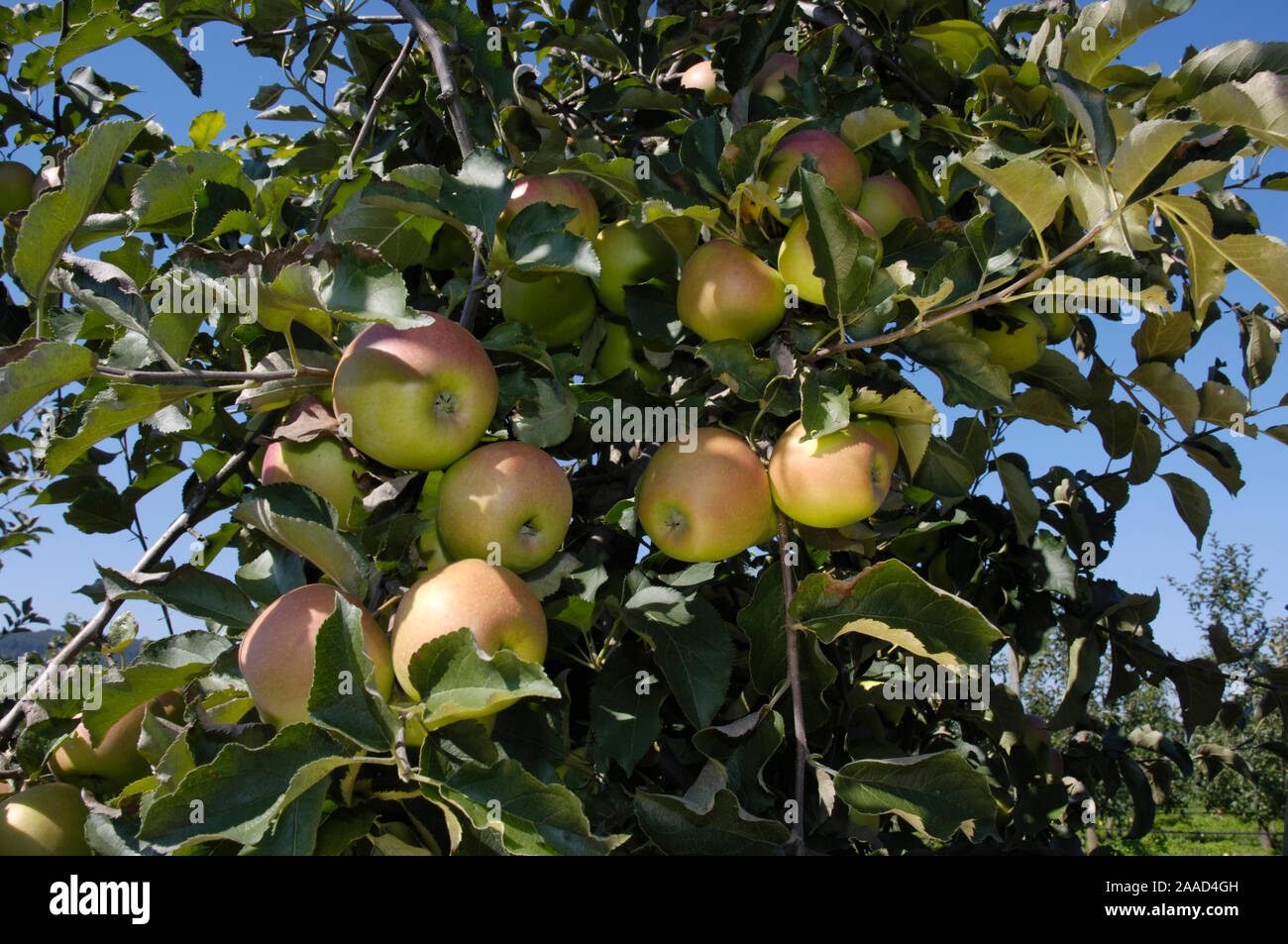 Apples on tree, Bavaria, Germany / Aepfel am Baum, Bayern, Deutschland ...
