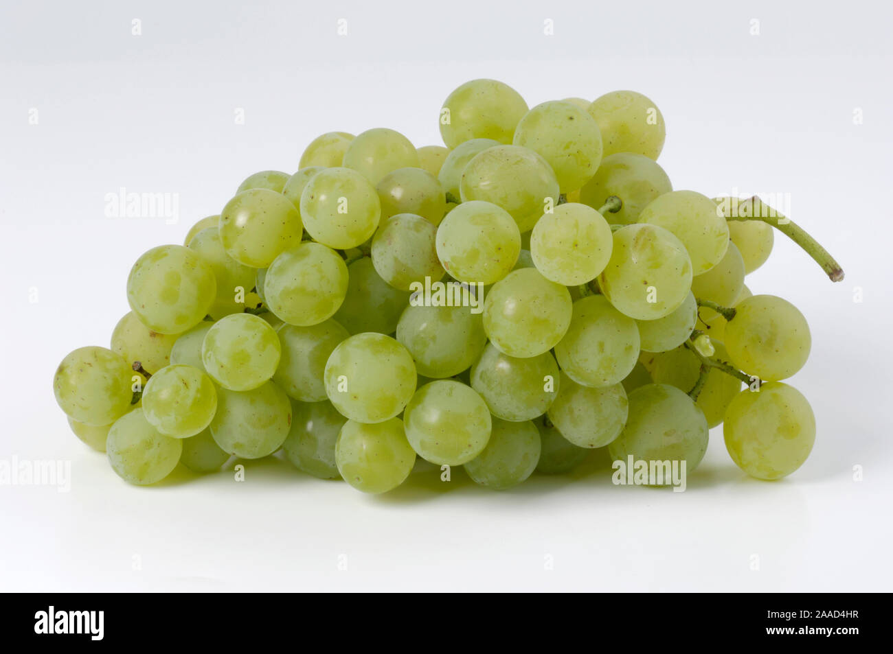 Bunch of Grapes / (Vitis vinifera) / Weintrauben / Freisteller, cut out ...