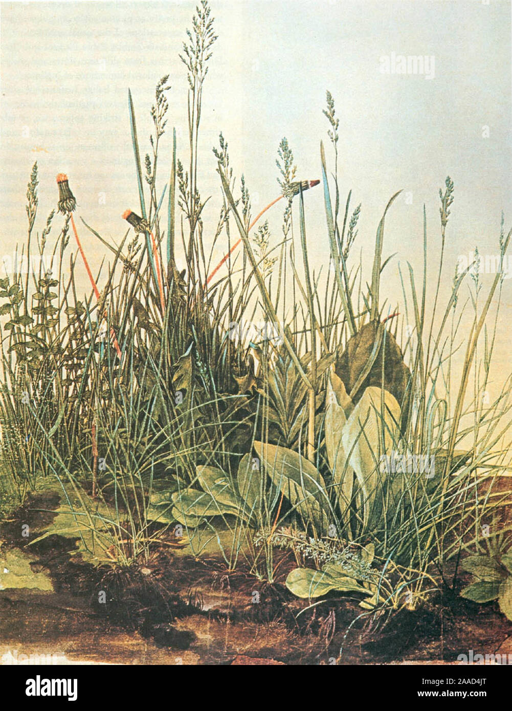 Albrecht duerer perspective hi-res stock photography and images - Alamy