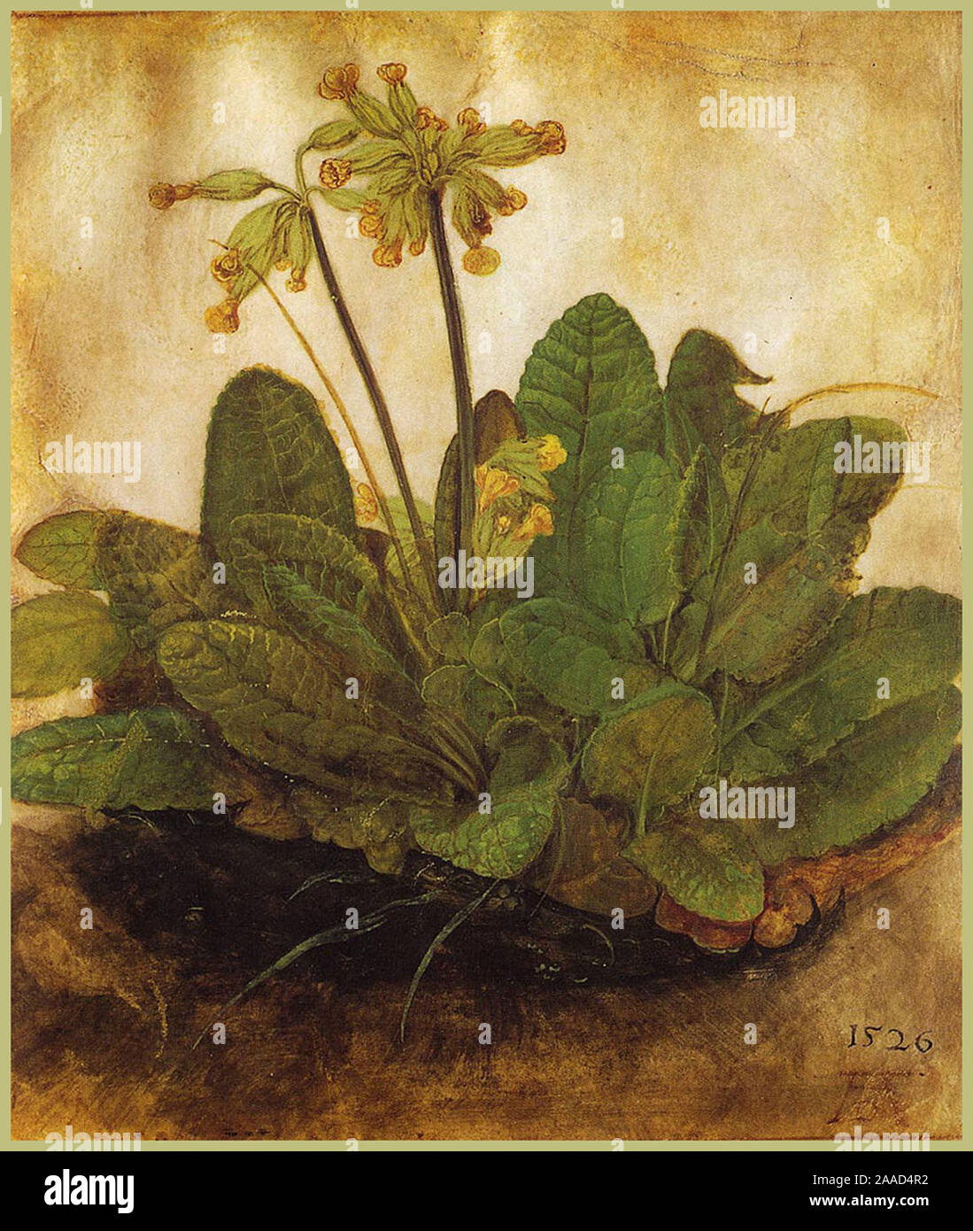 Ideal proportions albrecht durer has been credited with inventing hi ...