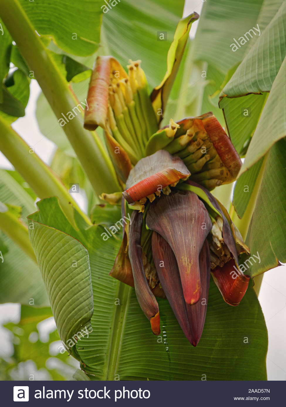 Matoke High Resolution Stock Photography and Images - Alamy