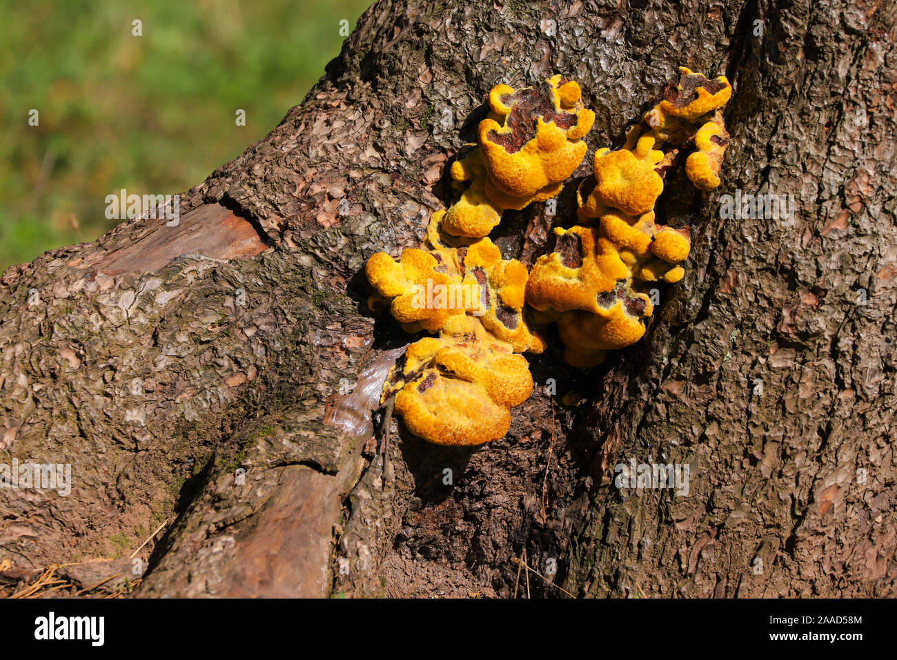 Close up of yellow bracket fungus growing on a tree stump in the autumn ...