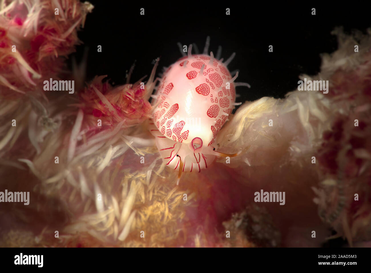 Sea snail Diminovula culmen. Underwater macro photography from Romblon ...