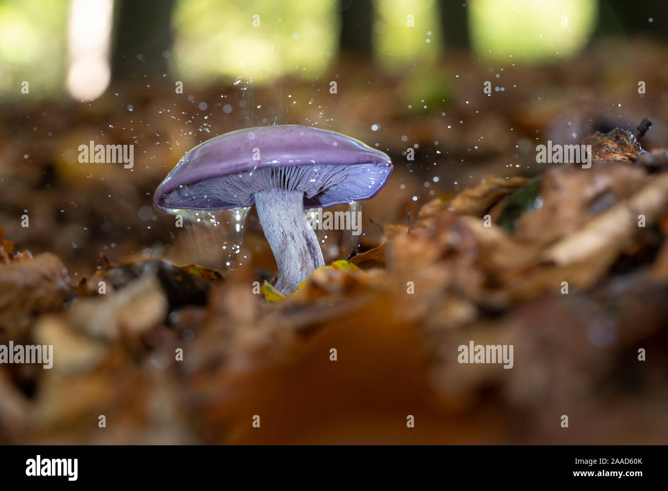 Pastel-toned and edible with a magical twist. Wood blewit has a blue to ...
