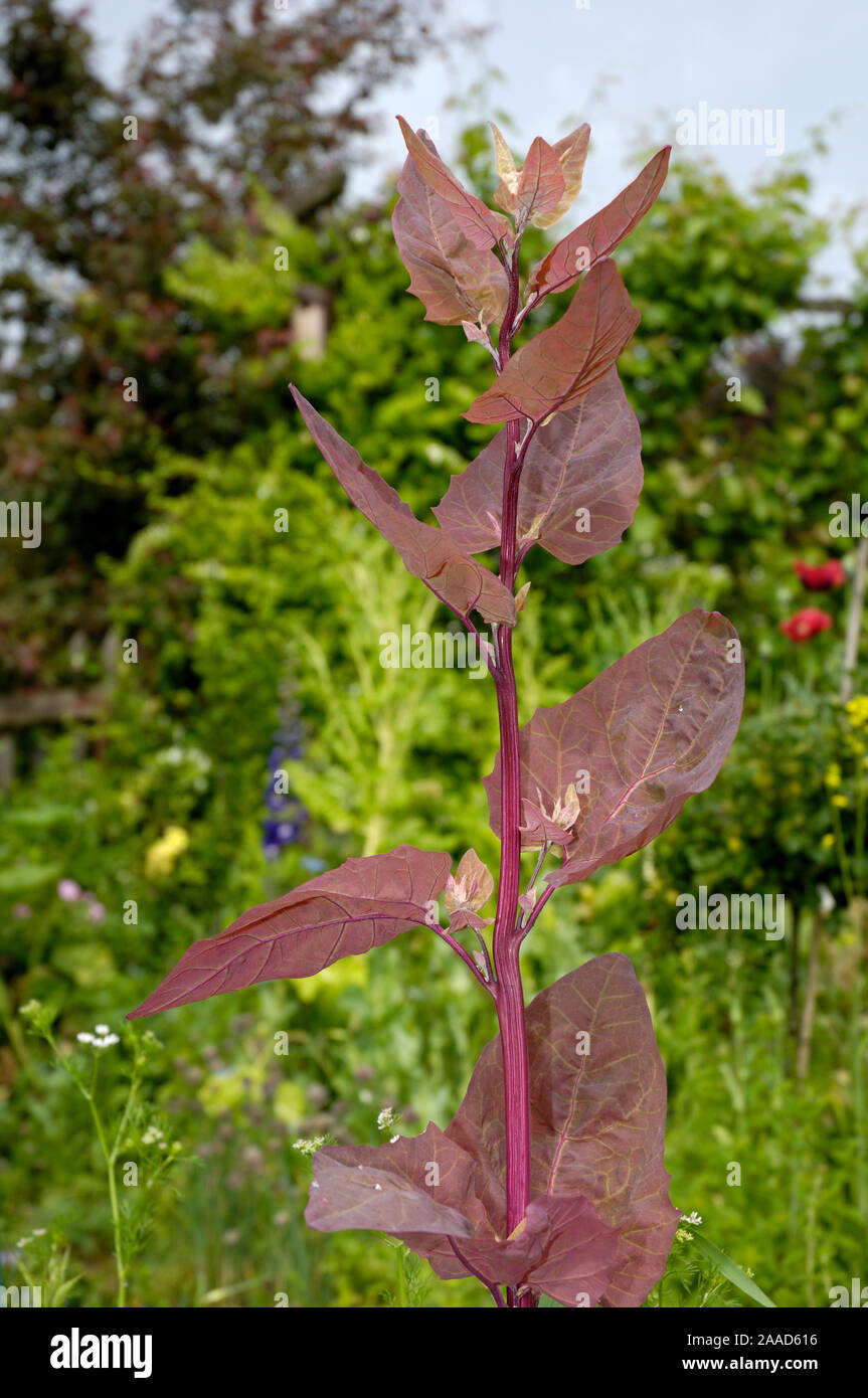Red Orach, Red Mountain Spinach / (Atriplex hortensis var. rubra ...
