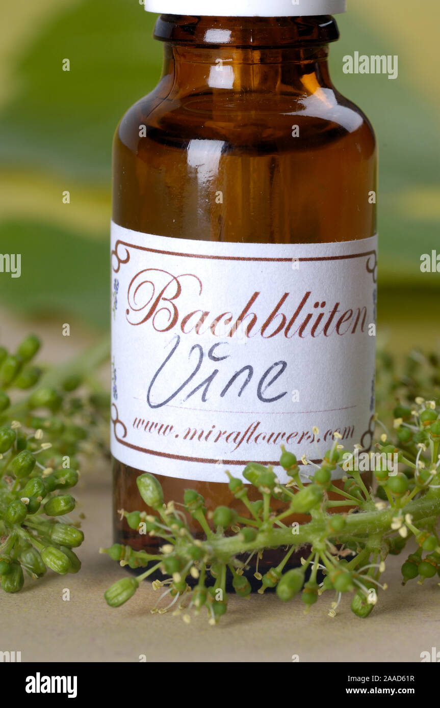 Vine bach remedy vitis vinifera hi-res stock photography and images - Alamy