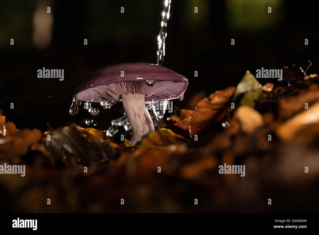 Pastel-toned and edible with a magical twist. Wood blewit has a blue to ...