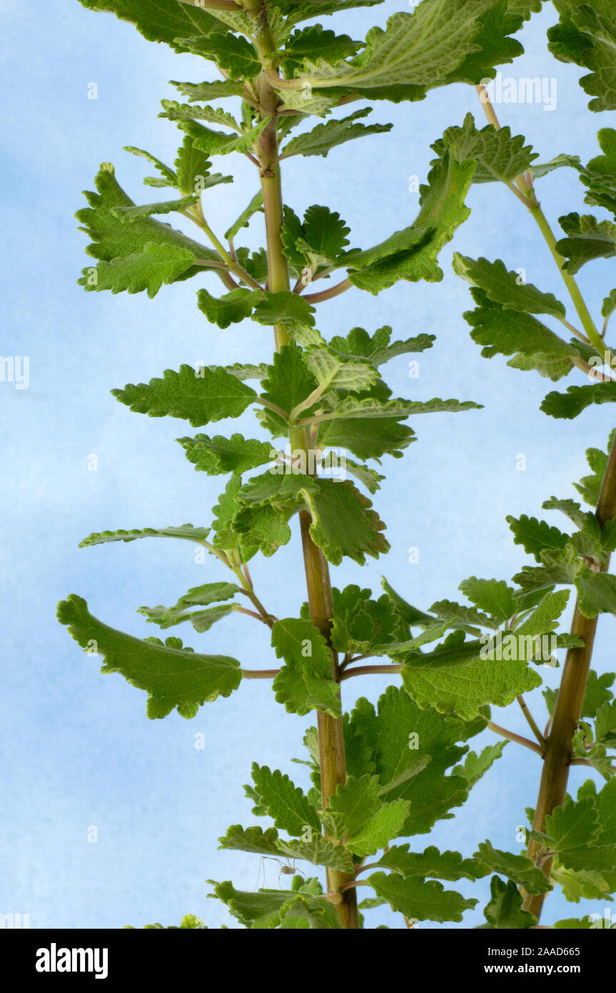 Iboza riparia hi-res stock photography and images - Alamy