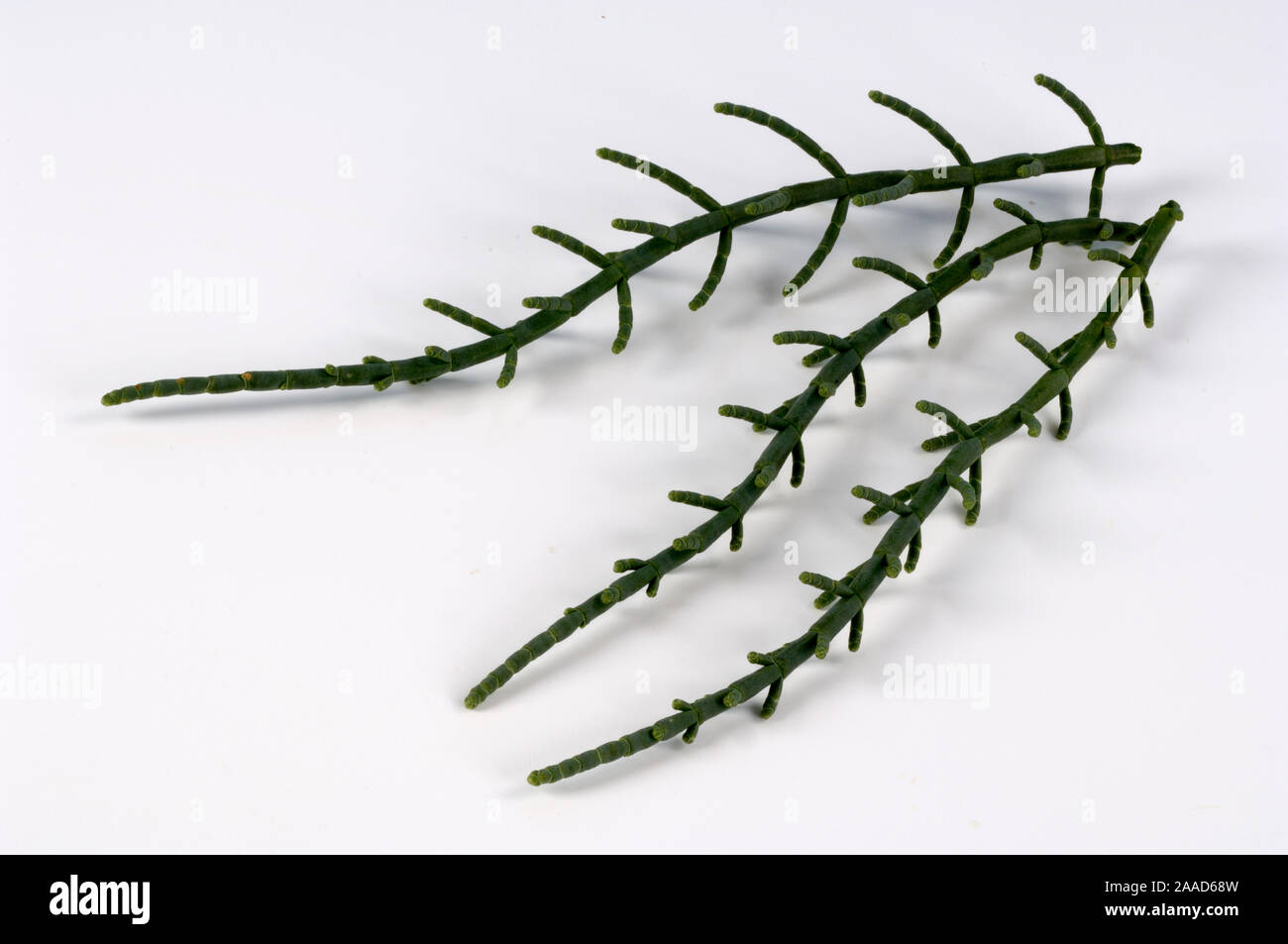 Basil 'Magic Blue' / (Ocimum basilicum) | Strauchbasilikum 'Magic Blue ...