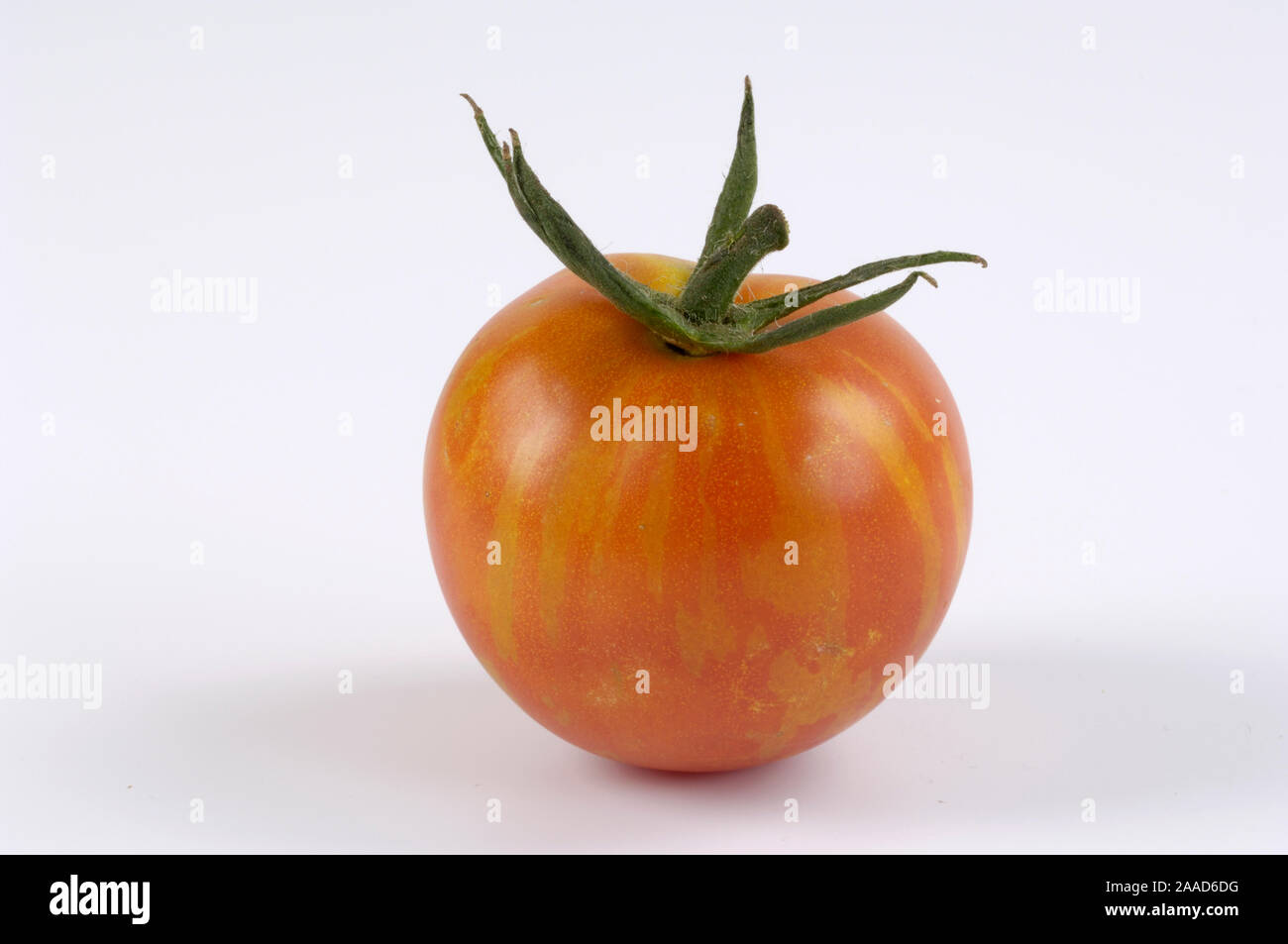 Tomato 'Tigerella' / (Solanum lycopersicum) | Tomate 'Tigerella ...