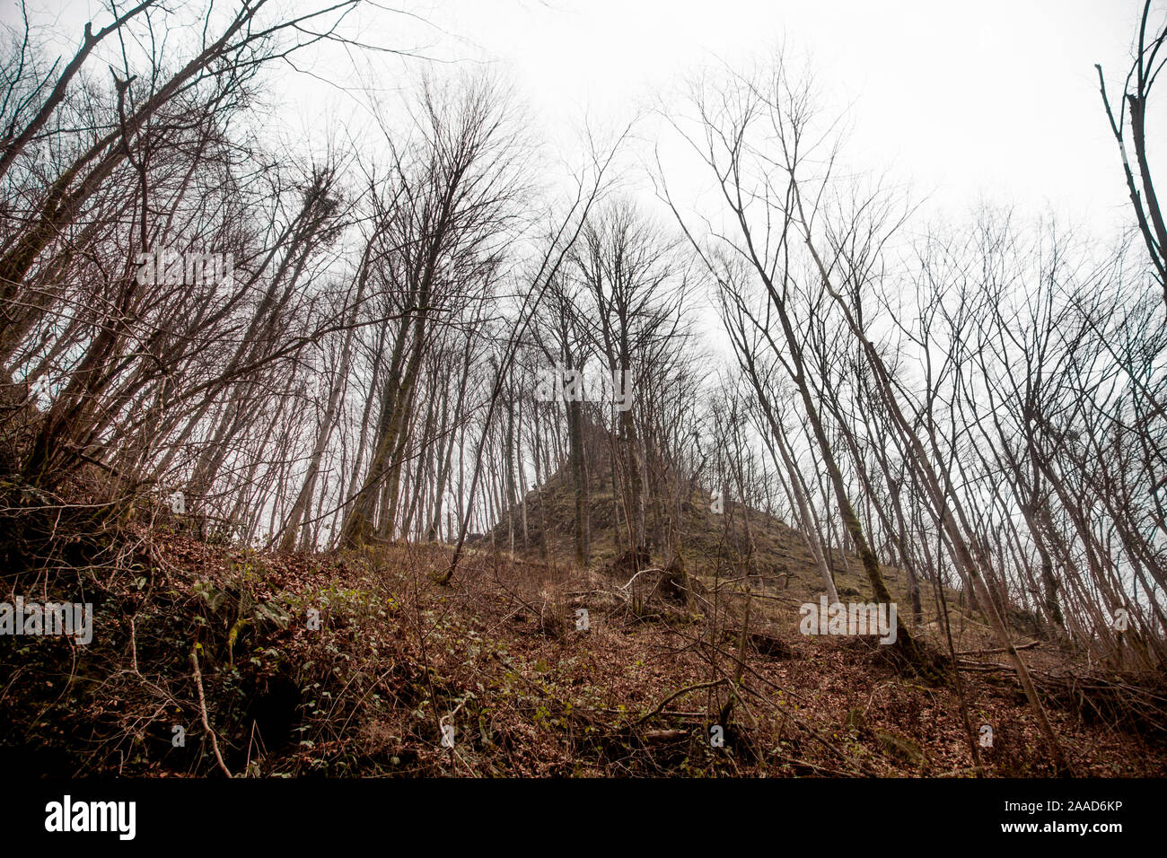 sloping trees in the winter forest Stock Photo - Alamy